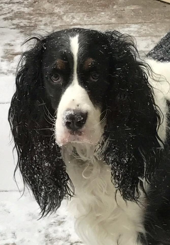 Candida Albicans Can Drive You and Your Dog Crazy