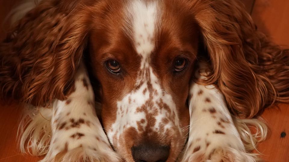 Dog Nutrition Naturally Is the Foundation for Good Health